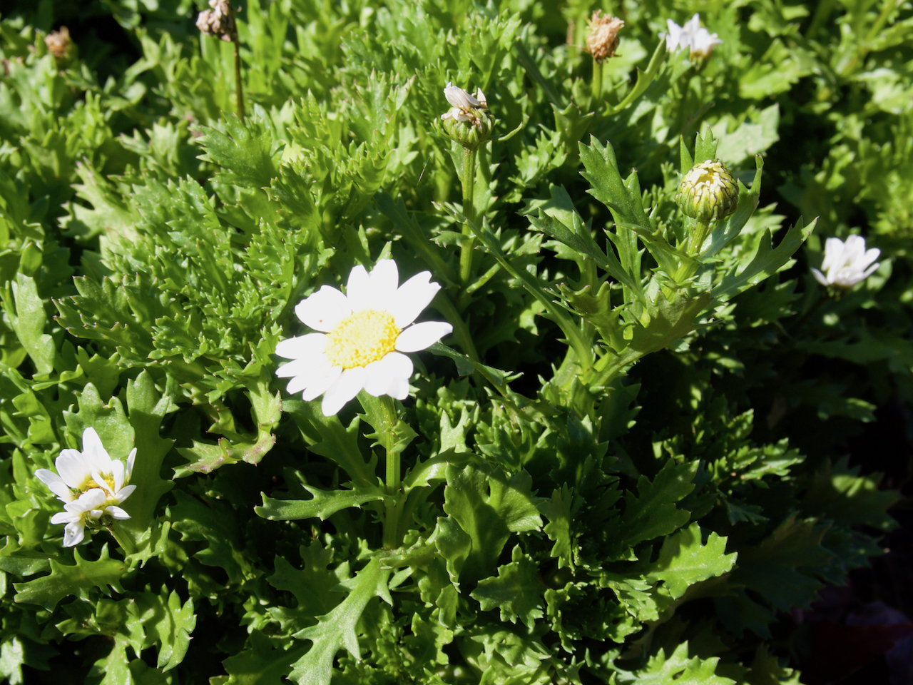 Psycopg2を使ってpythonでpostgresqlに接続してデータのやり取りをする流れ│techネタのペン太ブルblog